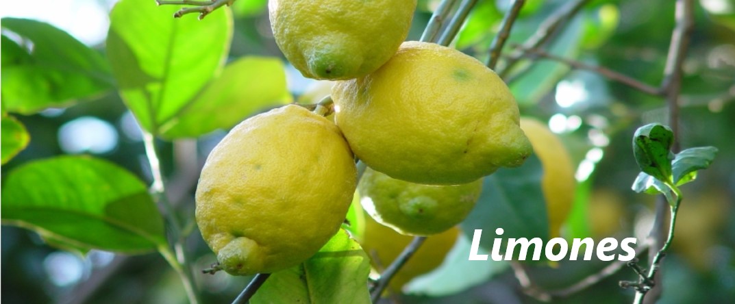 Todo sobre el Limón